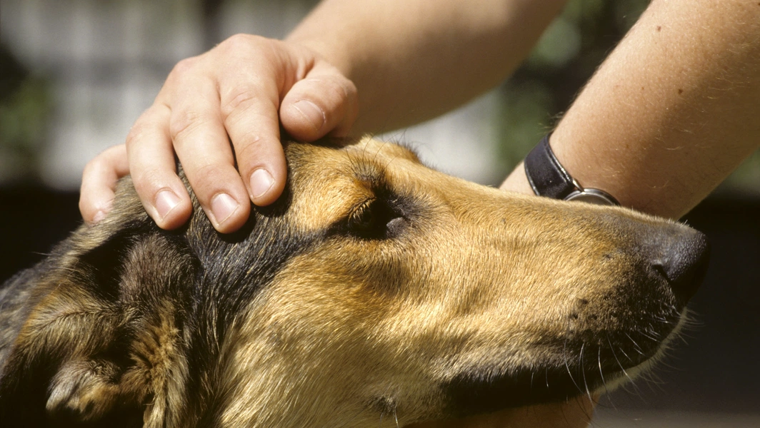 Finding the perfect guard dog for your family