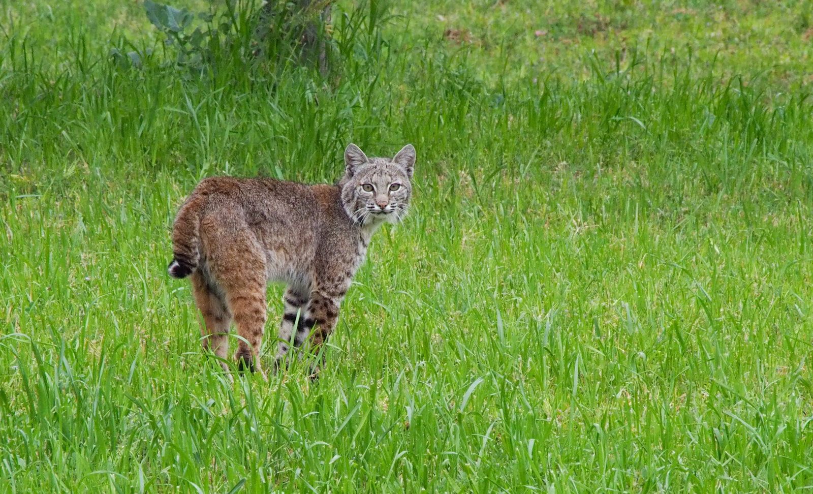 These 6 protected animals can't be legally removed from your property