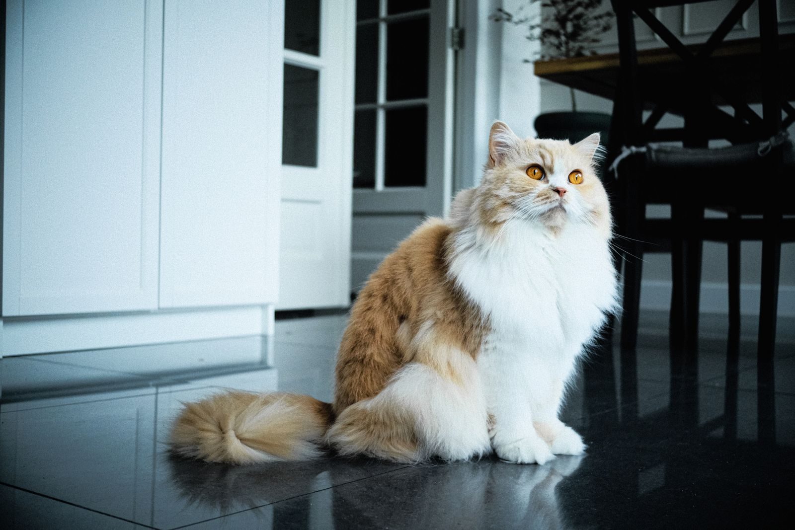 Why your greedy cat keeps stealing hidden treats