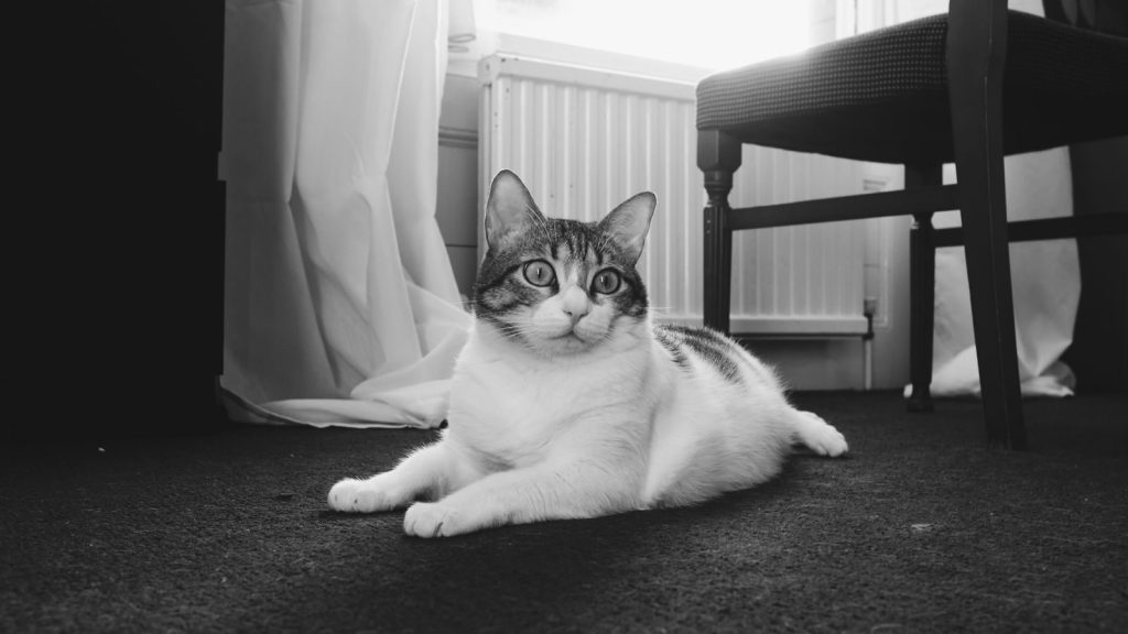 Why we cannot stop laughing at funny cats