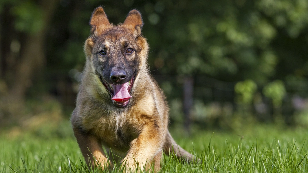 10 most protective dog breeds