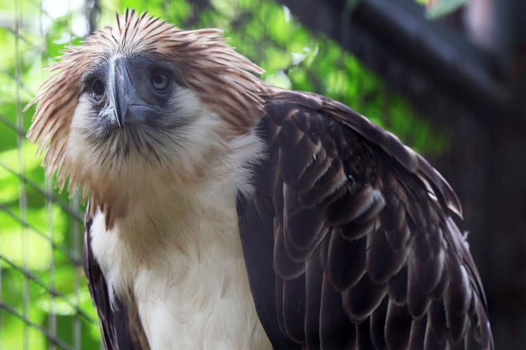 Philippine eagle Girlie gets a QCitizen card