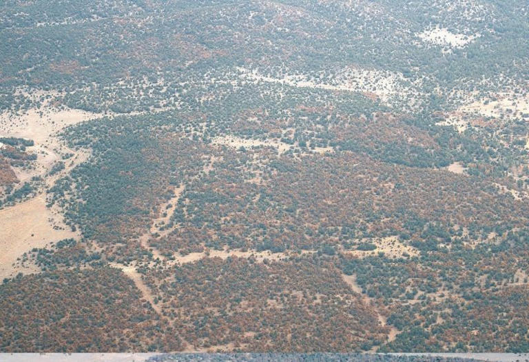 Report: Tree deaths triple in New Mexico during 2025