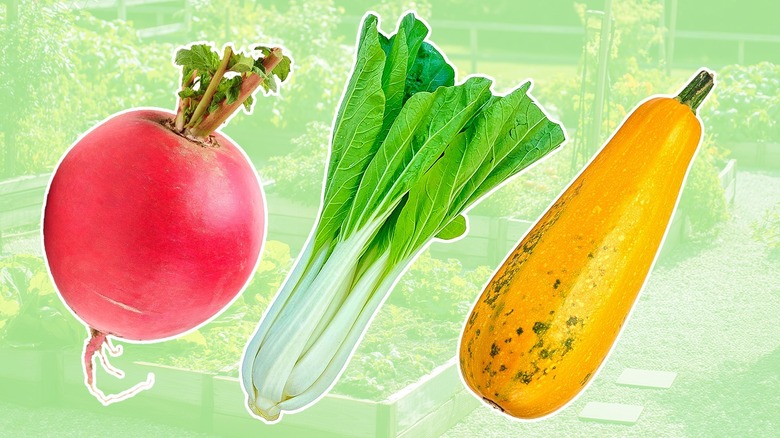 13 fastest growing vegetables you should add to your garden