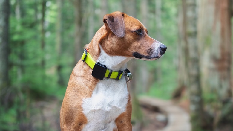 5 tips to keep your pet comfortable during long drives