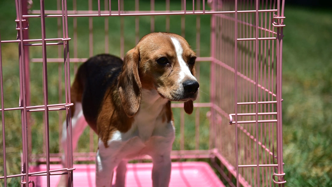 7 celebrities who adopted rescue animals