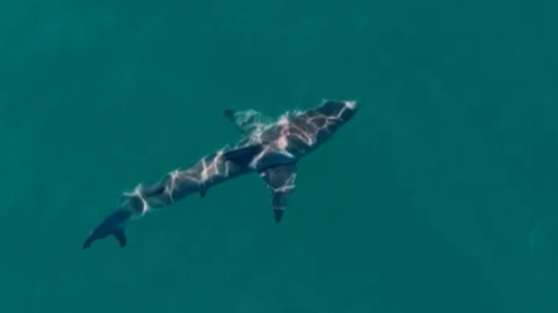 Shark seen swimming by beach after woman critically bitten in 'waist ...