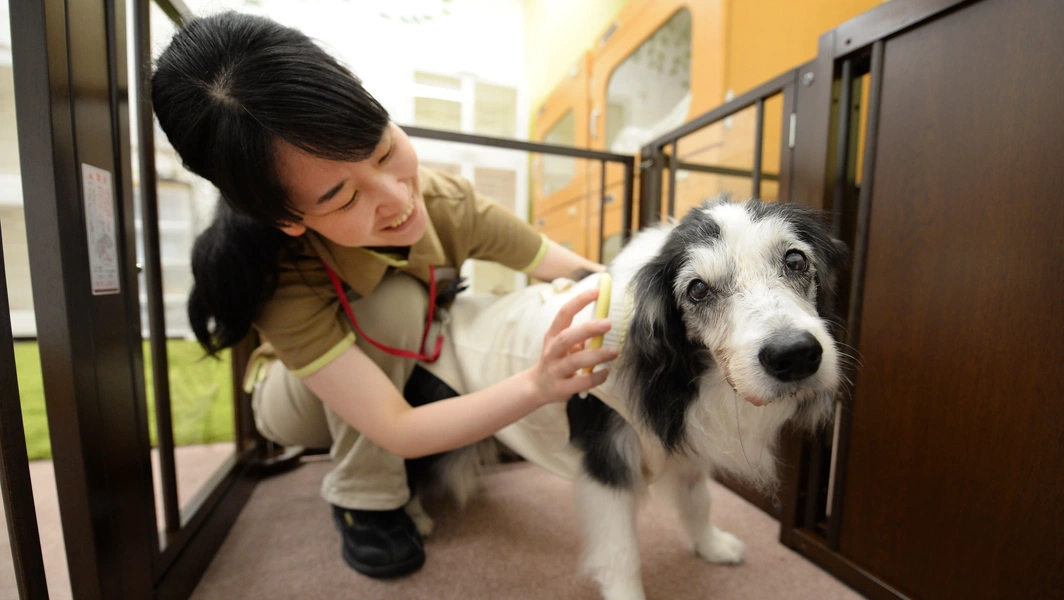 Recognizing end-of-life signs in dogs