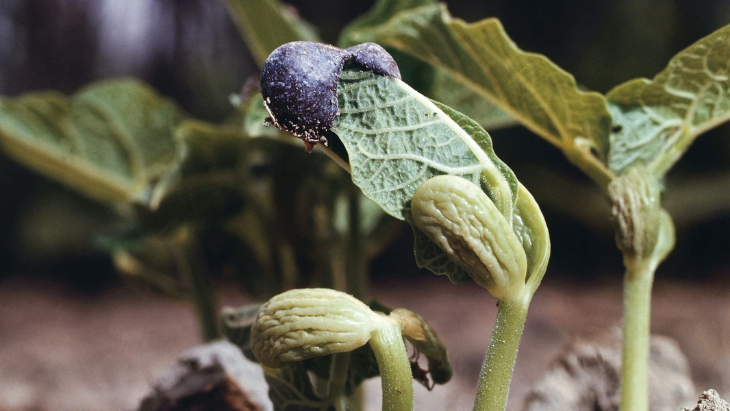 Common mistakes to avoid when growing green beans