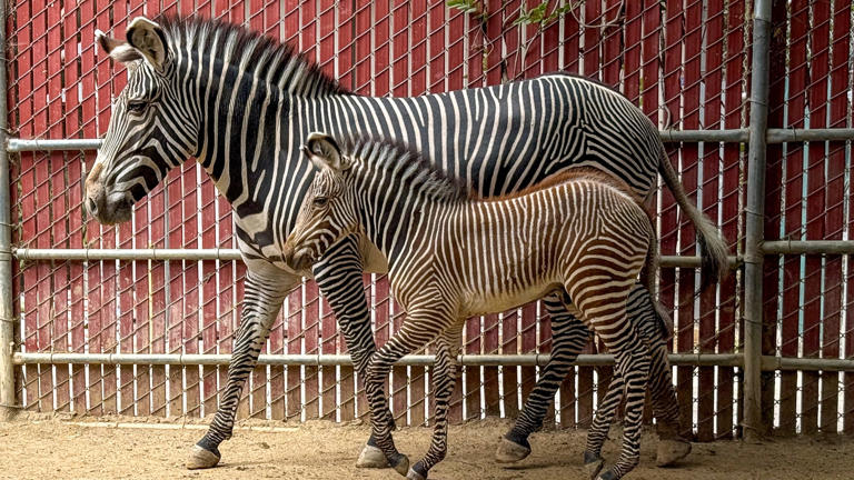LA Zoo announces birth of new baby zebra