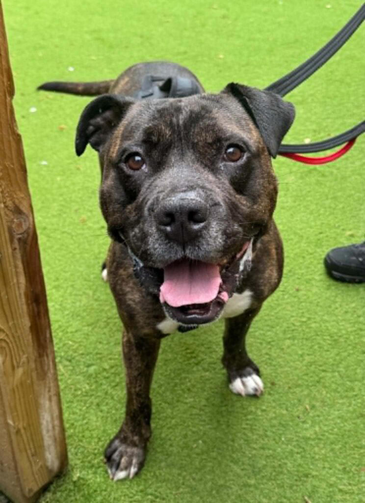 From Frenchies to Staffys, these 11 adorable dogs are waiting to be adopted