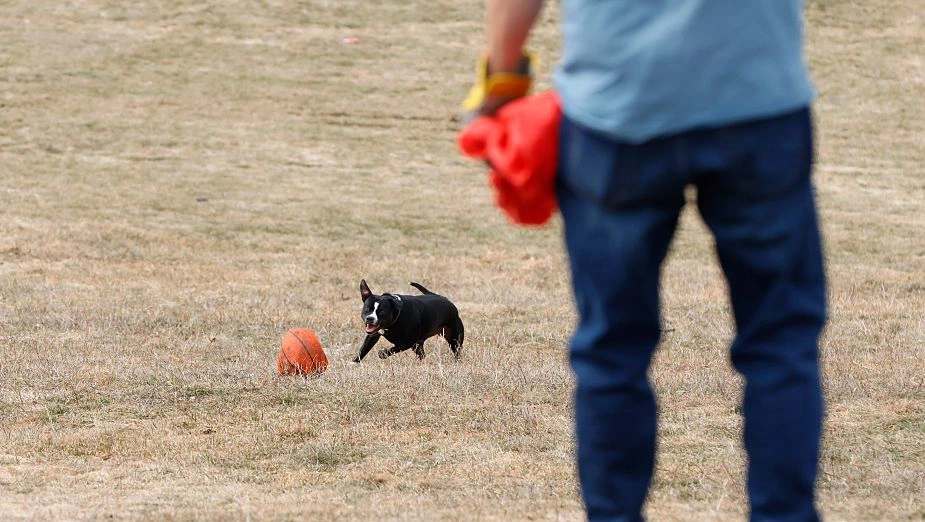 21 fun and enriching activities for happier dogs