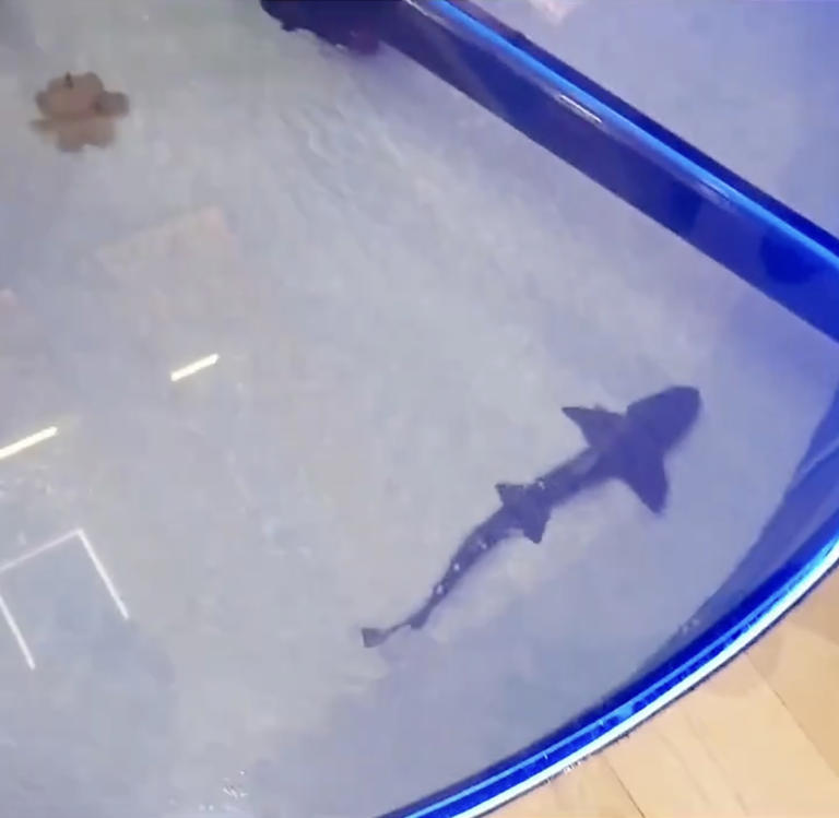 Jason Derulo faces backlash over $1M shark tank inside his California home