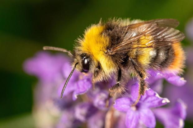 Stunning close-up of a bumblebee chosen as our picture of the week