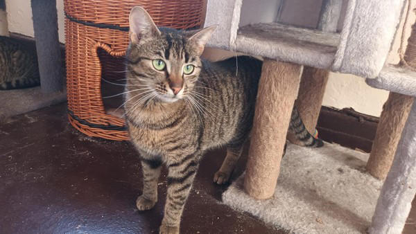 Gifhorner Katze Mirabell hat auch gegen einen netten Hund nichts ...