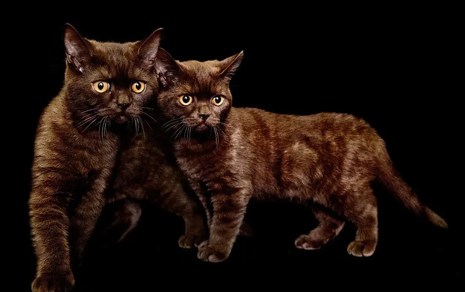 Why bonded cat siblings are pure magic