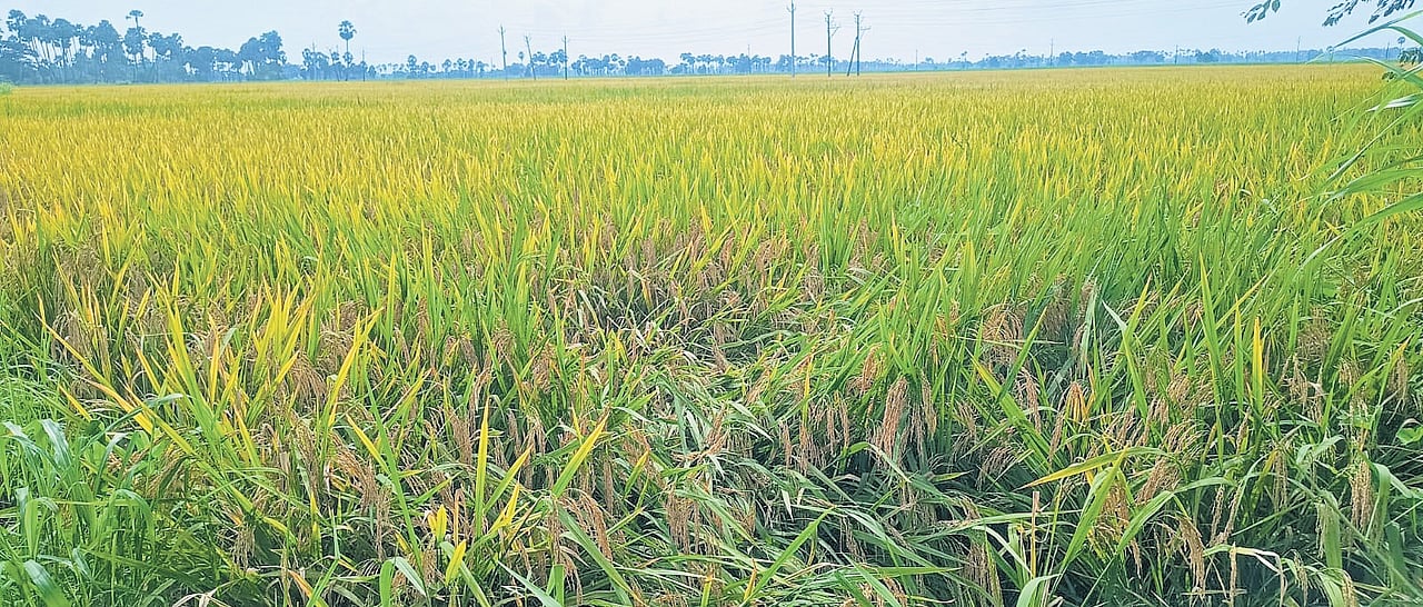Land pooling still open for eligible ryots: Andhra Pradesh CRDA