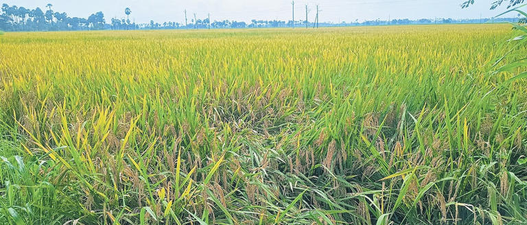 Land pooling still open for eligible ryots: Andhra Pradesh CRDA
