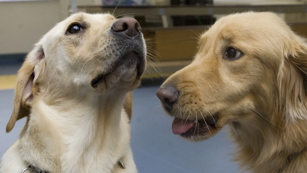 7 common yet curious dog behaviors