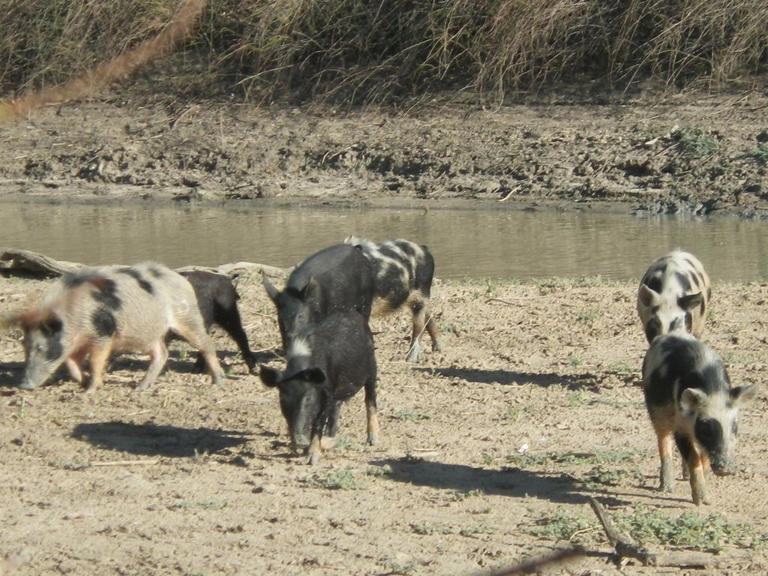 Famous tourist island claims 'boar war' victory