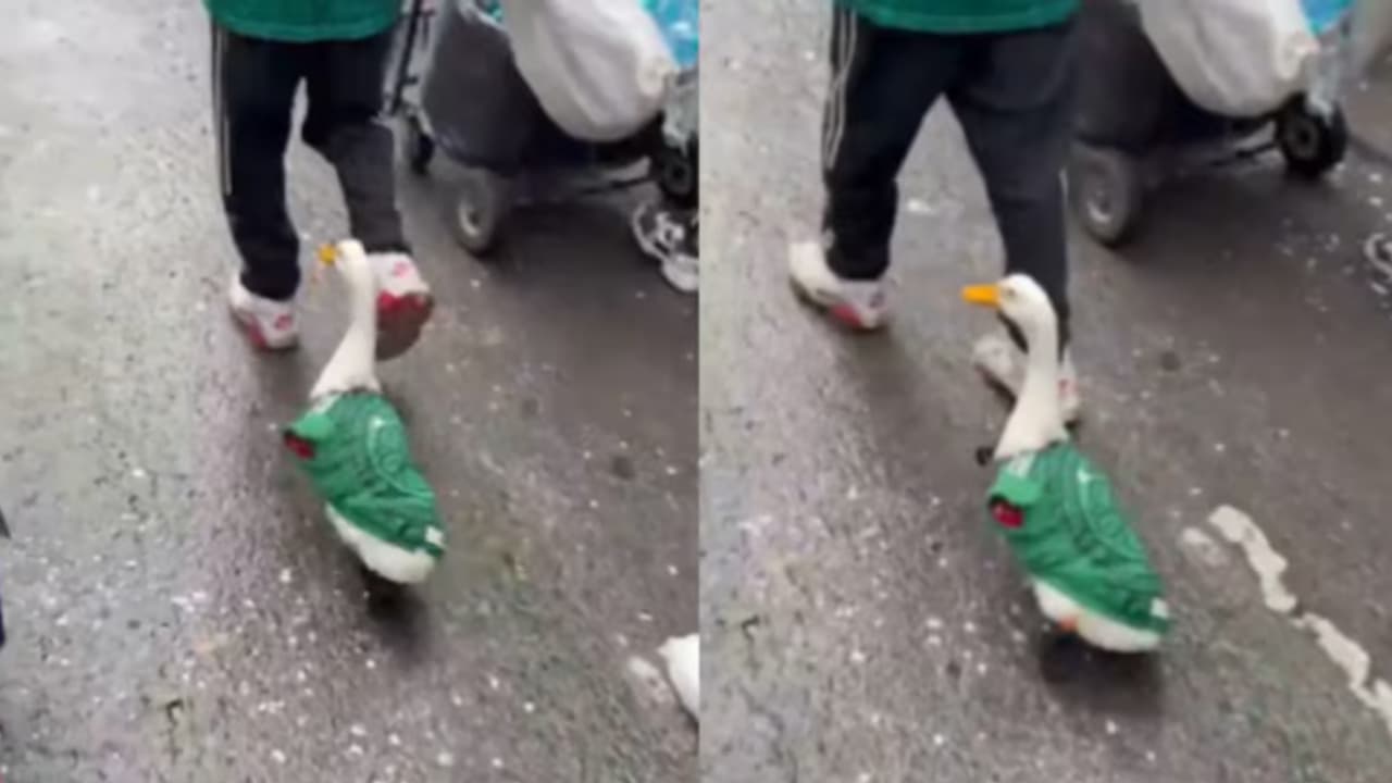 Mexico’s ‘Lucky Duck’ steals hearts at FIFA World Cup, viral video ...