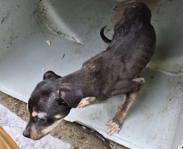 Sanitation workers saved a dog from a trash can. Then one of them ...