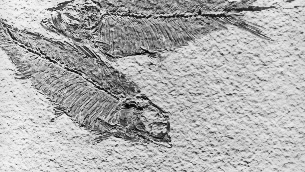 Fossil evidence reshapes fish hearing evolution