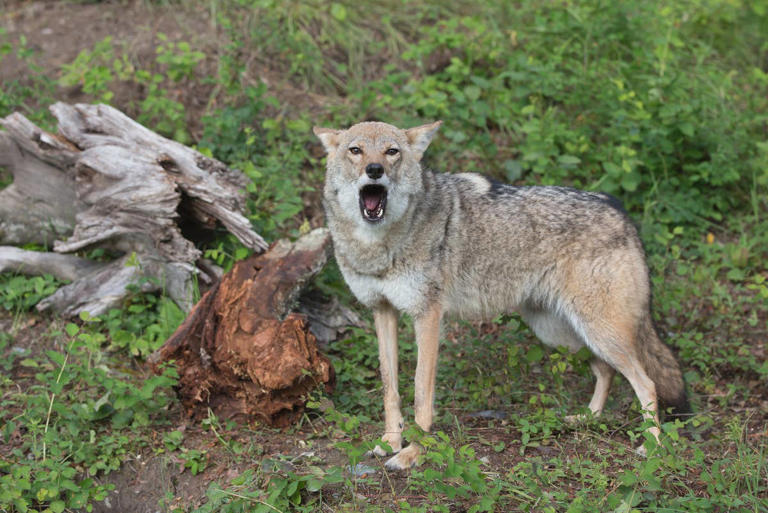 What it means when you hear coyotes howling near your home at night