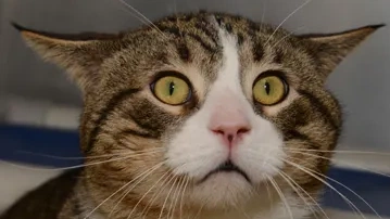 How cats perceive and respond to human emotions