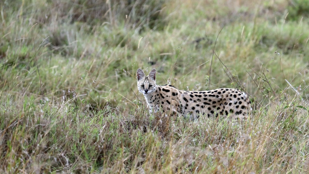 19 exotic animals too dangerous to keep as pets