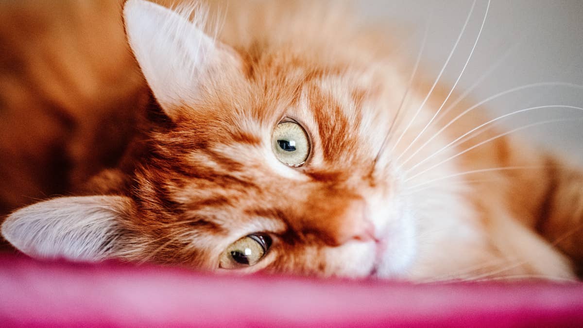 This Maine coon cat is so massive, he's almost as big as his German ...