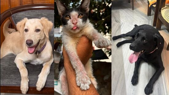 Adopt a pet: Delhi-NCR residents, meet the furry buddies looking for ...