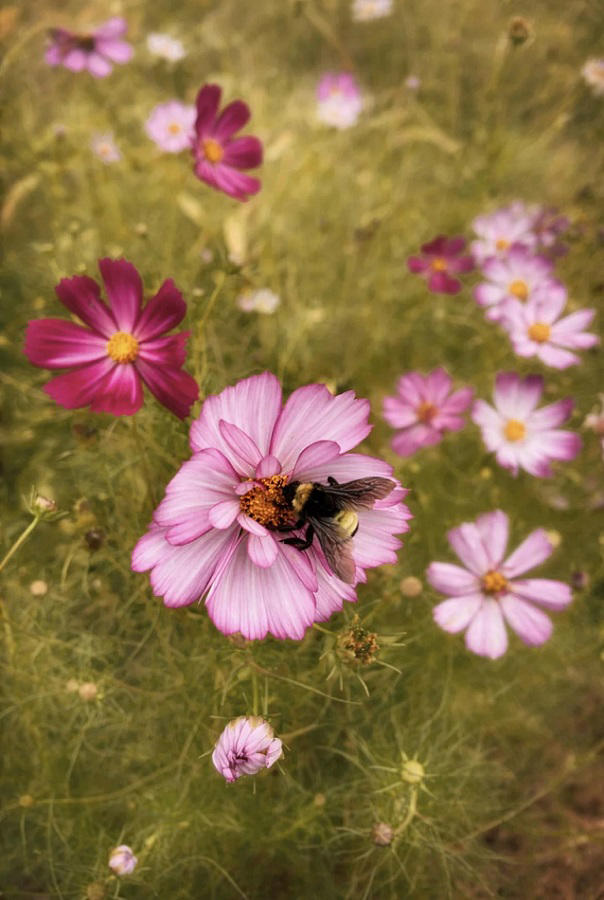 Gardener planted cosmos for the blooms, then got bees, bouquets, and ...
