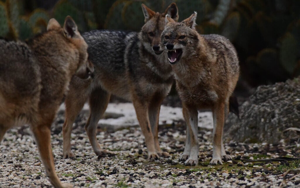 'Her whole face was covered in blood': 11 campers attacked by jackals ...