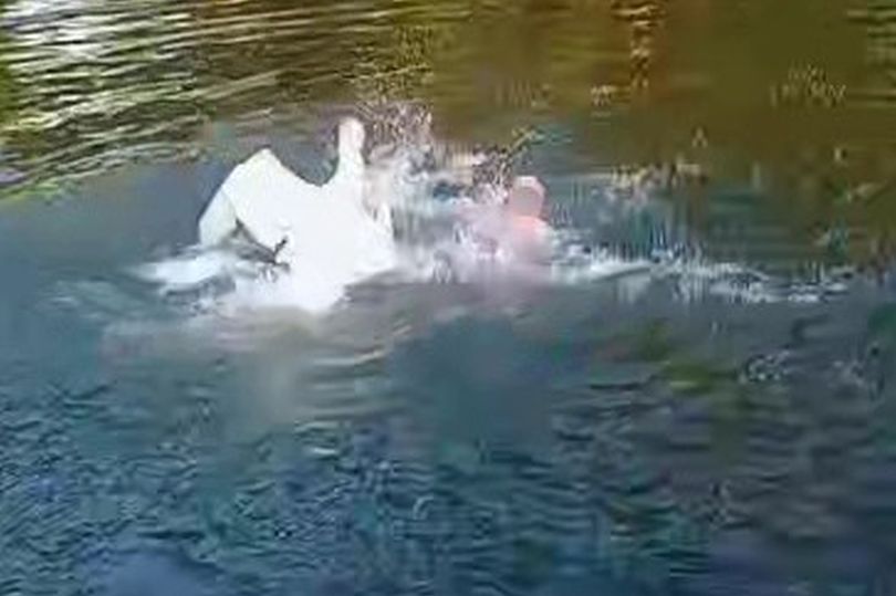 Angry swan attacks 'stupid' bloke after he disturbs her babies by ...