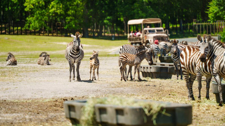 Discover the new animal babies at Six Flags Great Adventure's safari ...
