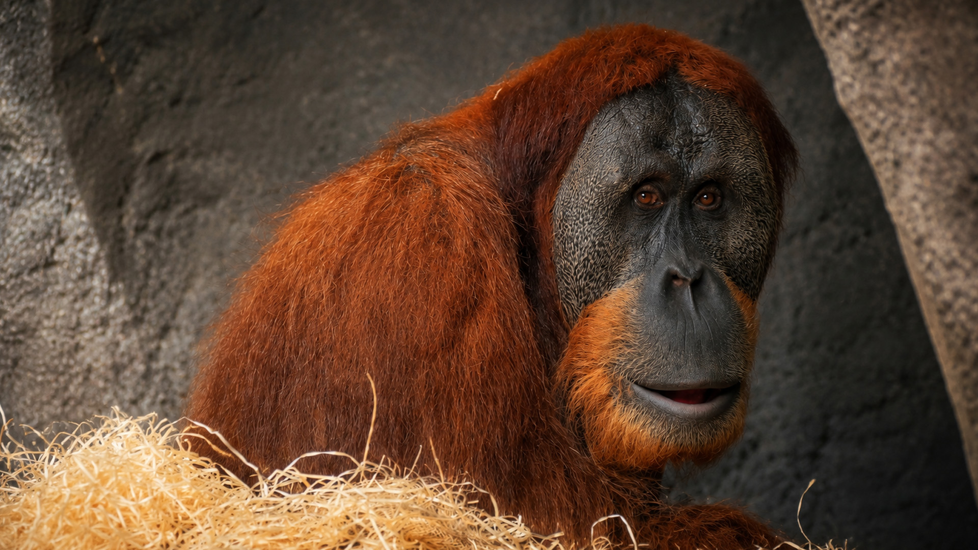 A quiet encounter with one of the forest’s most intelligent residents