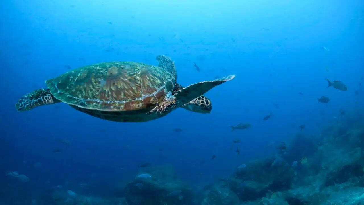 'Spy turtles and spy fish': China alleges foreign agencies using marine ...