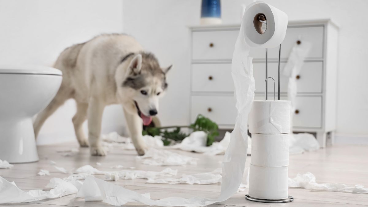 Your dog has a very good reason for following you to the bathroom