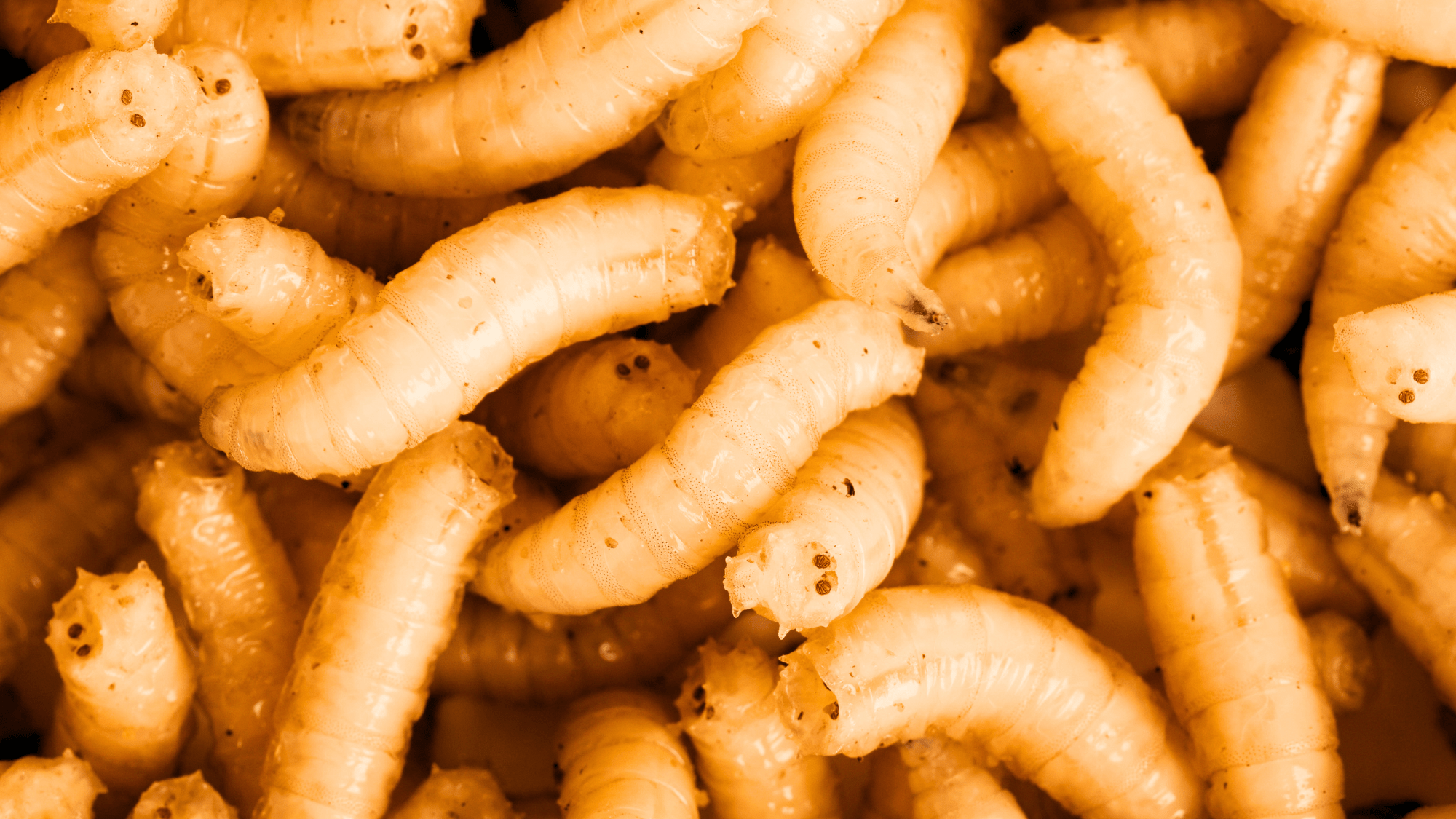 A major difference between Neanderthals and ancient humans? Chowing ...