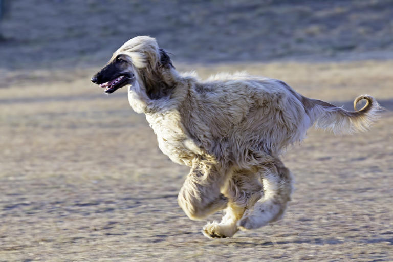 Faster than Usain Bolt: these are the 10 fastest dog breeds on the planet