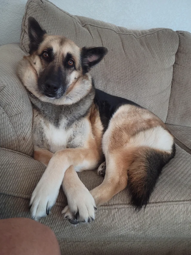 30 adorable pictures of dogs doing random things