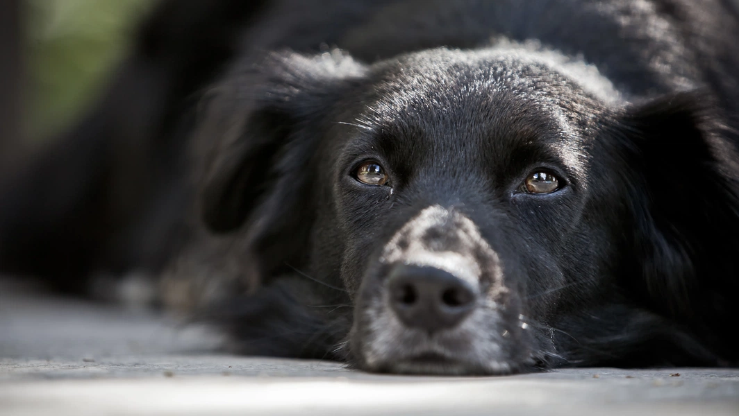 Recognizing signs of stress in dogs