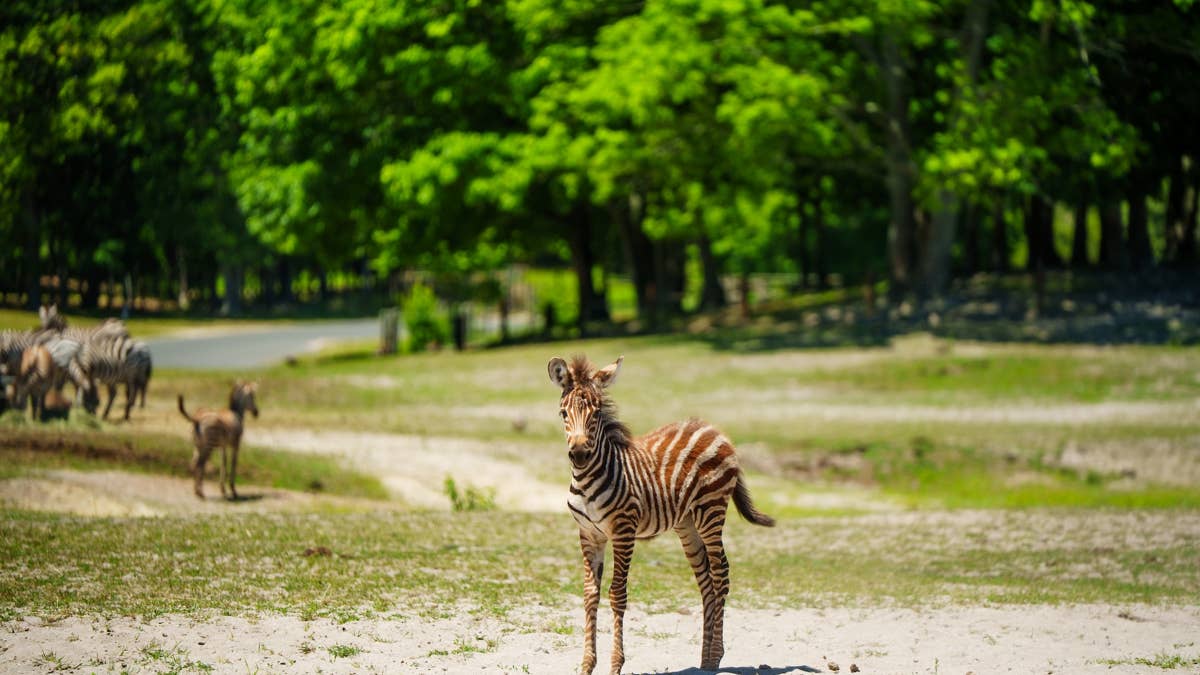 Discover the new animal babies at Six Flags Great Adventure's safari ...