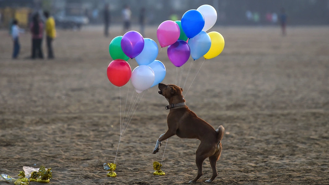 Everyday objects that scare dogs