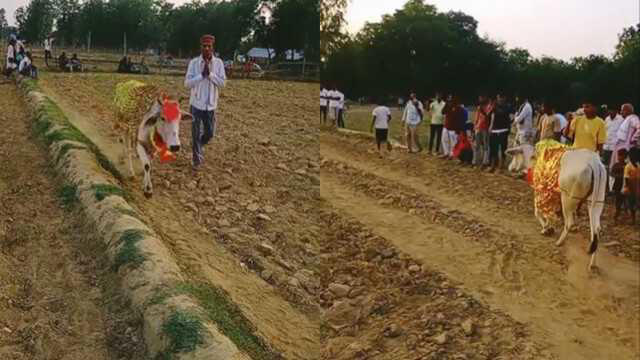 UP: Circling cow starts a cult, vet ends it with an injection