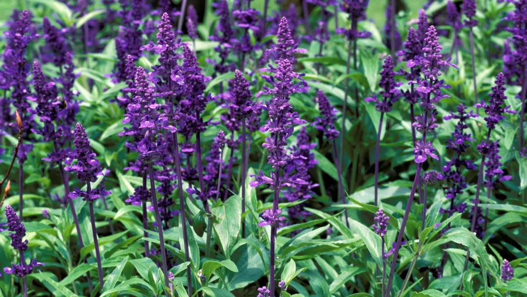 Salvia secrets for a thriving garden