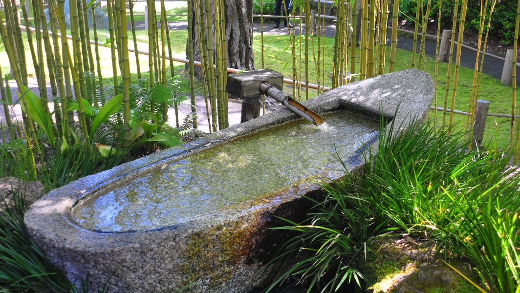 Aquascaping blends Japanese garden design with low-care plants