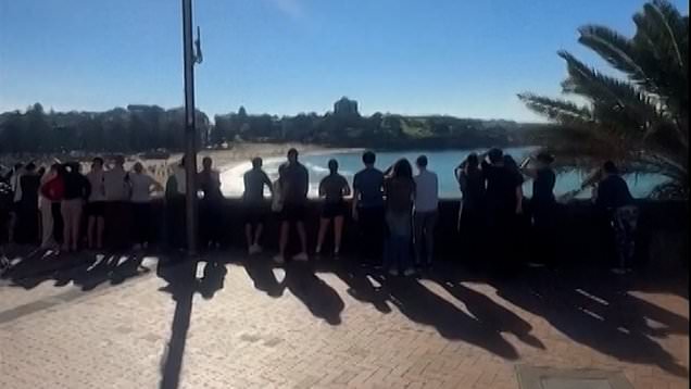 Moment shark alarm sounds at Sydney beach after woman is mauled in the ...