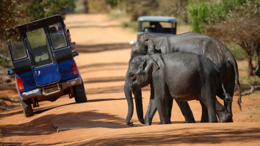 How animals adapt to our presence and changes